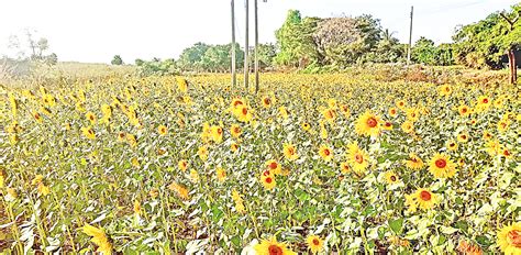 ကျွန်းလှမြို့နယ်၌ ယခုနှစ် ဆောင်းသီးနှံမျိုးစုံ ၆၁၅၇၇ ဧက စိုက်ပျိုးပြီးစီး Myawady Webportal