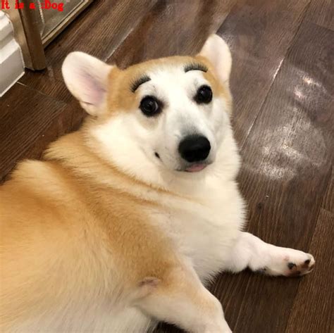 Github Blainwucatordogopencv Test 使用opencv调用caffe训练好的模型