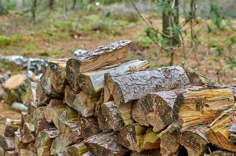 겨울을위한 장작 준비 숲에 장작 더미 장작 배경입니다 톱질하고 잘게 잘린 나무 쌓인 나무 통나무 0명에 대한 스톡 사진 및 기타
