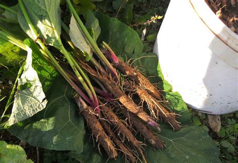Burdock Root What You Need To Know About The Properties Of The
