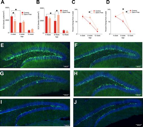 Disrupted Neurogenesis In Germ Free Mice Effects Of Age And Sex Pmc