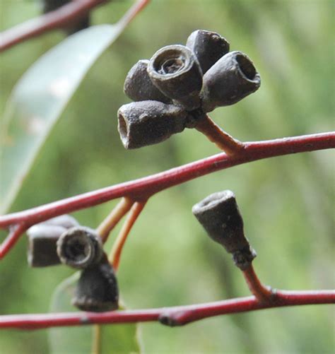 Eucalyptus Botryoides • New Zealand Plant Conservation Network