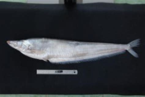 Phalacronotus Apogon Фалакронотус апогон ВСЕ О ПРЕСНОВОДНЫХ РЫБАХ