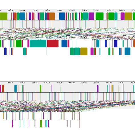 Flowchart Of C Gigantocarpa Mitochondrial Genome Assembly Download
