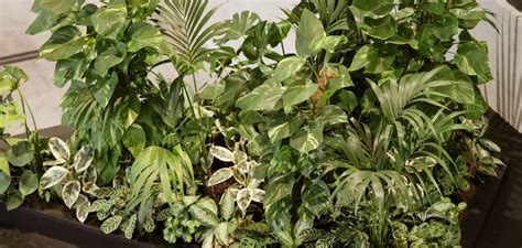 flutter london oasis plants