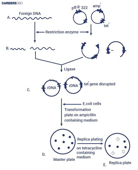 Cloning Vector Definition Types Examples Diagram Technique