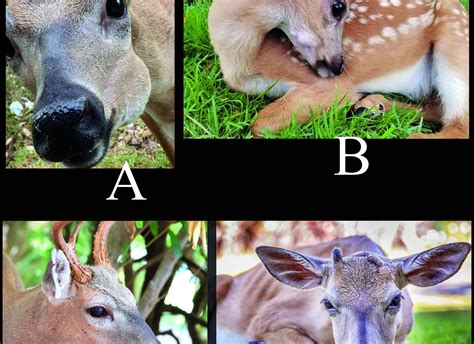 “key Deer Can Get Lumpy Jaw” 11 4 22 Save Our Key Deer