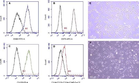 Flow Cytometry Analysis Of Isolated Adscs After Rapid Isolation No