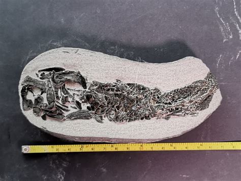 Professionally Prepared Fish In Natural Concretion Fossil Skeleton