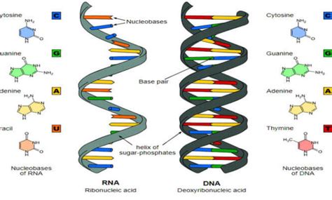 Pengertian Dan Struktur RNA Ilmu Pertanian