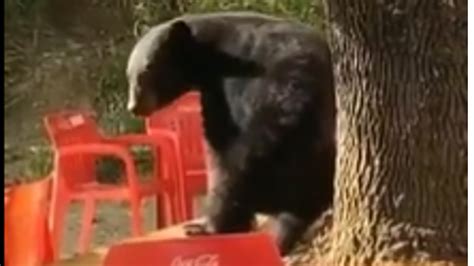Oso Rascándose La Espalda En Nuevo León Recordó A “baloo” Bailando