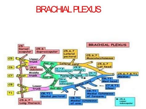Brachial Plexus Anatomy Pptx