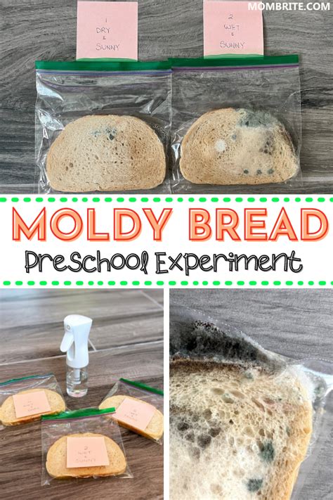 How To Stop Mold From Growing Bread At Evelyn Mcelroy Blog