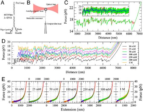 Experimental Setup And Results A Molecular Construct A Sequence Of Download Scientific