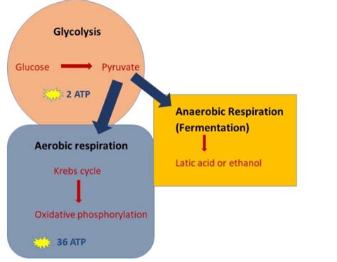Cell Respiration Steps