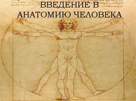 Введение в анатомию человека презентация онлайн