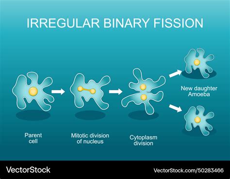 Irregular Binary Fission In Amoeba Asexual Vector Image