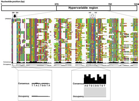 Multiple Sequence Alignment Highlighting The Hypervariable Region Of Download Scientific
