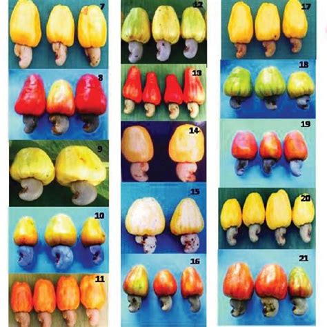 Fruits Of 25 Cashew Genotypes Download Scientific Diagram