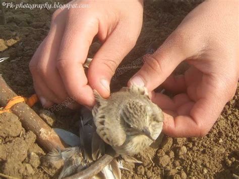 Homemade Bird Trap Nature Cultural And Travel Photography Blog