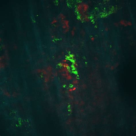 Microscopy Dataset List