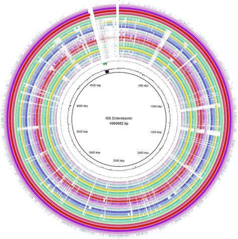 Stone Microbetain Blog Archive Structure Of Enterobacter