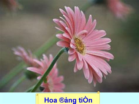 M«i tr­êng xung quanh Gi¸o ¸n §Ò tµi Mét sè lo¹i hoa - ppt download