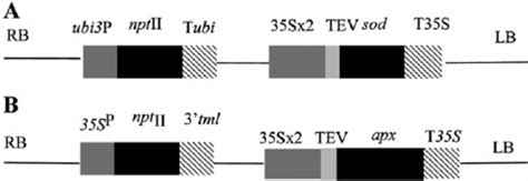 Schematic Representation Of T Dna From A Pbin Ars Sod And B