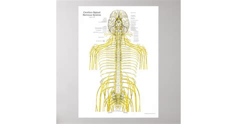 Spinale Craniale Zenuwen Poster Van De Chiropracti Zazzlenl