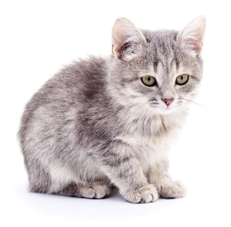 Premium Photo Small Gray Kitten