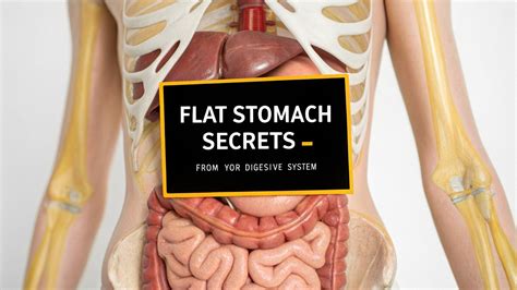 Easiest Way To Get A Flat Stomach Gut Health Digestive System Gut