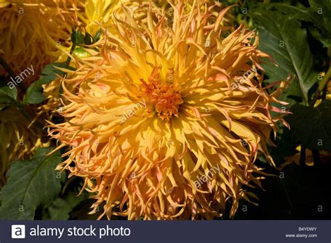 Tioga Stock Photos & Tioga Stock Images - Alamy