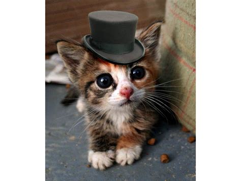 You Can Leave Your Hat On Literotica Discussion Board