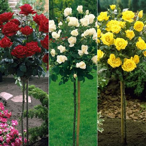 Standard Roses Standard Roses Flowers Rose