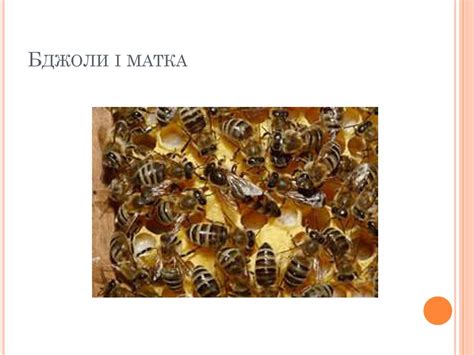 Бджільництво презентация онлайн