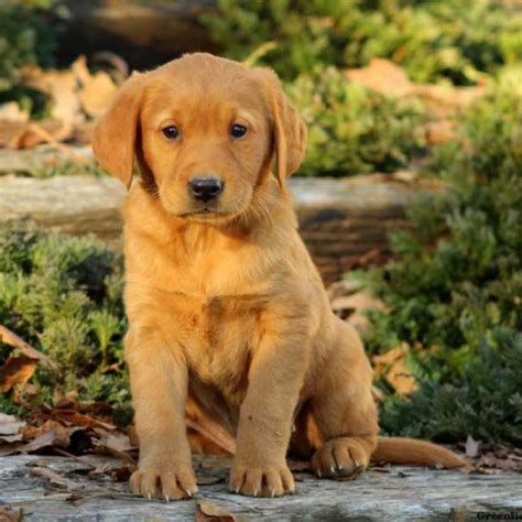 Golden Labrador Puppies For Sale