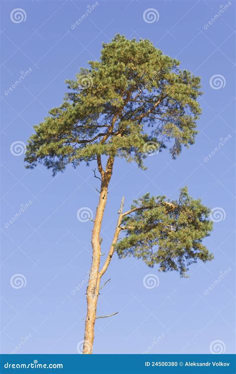Dying Pine Tree Stock Photo Image Of Foliage Background 24500380