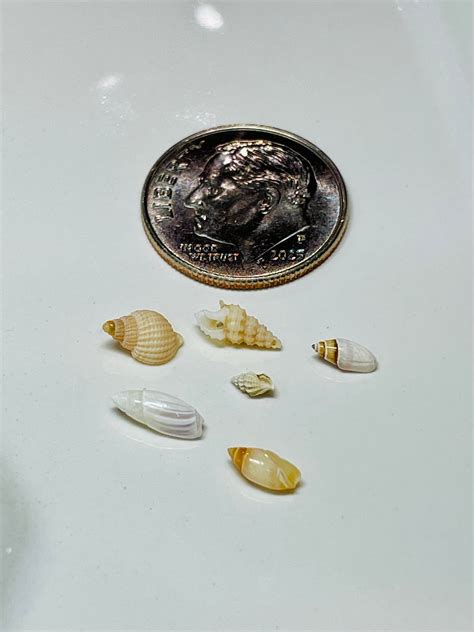 Teeny Tiny Shells R Damnthatsinteresting