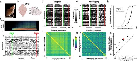 Reliable Cortical Population Activity During Singing In S Teguina A Download Scientific