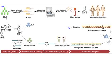 Target Enzyme Triggered Click Chemistry And Hybridization Chain Reaction For Fluorescence