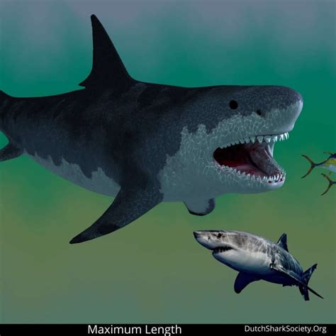 Great White Megalodon Size Comparison