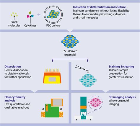 Cerebral Organoid Derived From Hpsc Miltenyi Biotec Suomi