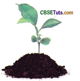 Soil Profile An Overview Of Layers And Composition Of Soil CBSE Tuts
