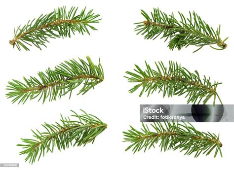 휴일 장식을 위해 그림자없이 고립 된 소나무 나뭇 가지 세트 겨울 숲 장식 크리스마스 제로 낭비 나뭇가지에 대한 스톡 사진 및 기타 이미지 Istock