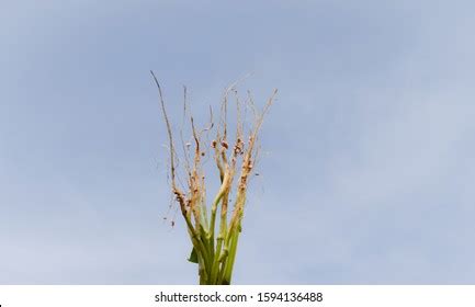 Nodule Bacteria Images Stock Photos Vectors Shutterstock