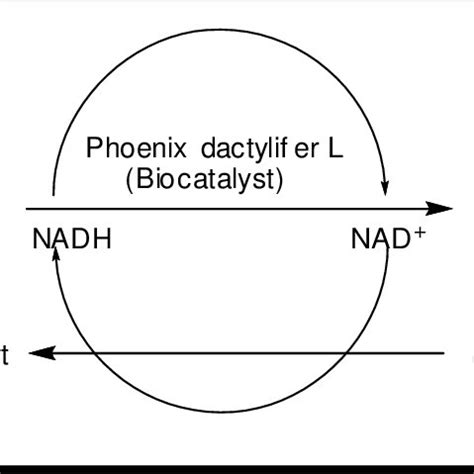 Scheme 1 Bioreduction Of Acetophenone Catalyzed By Phoenix Download Scientific Diagram