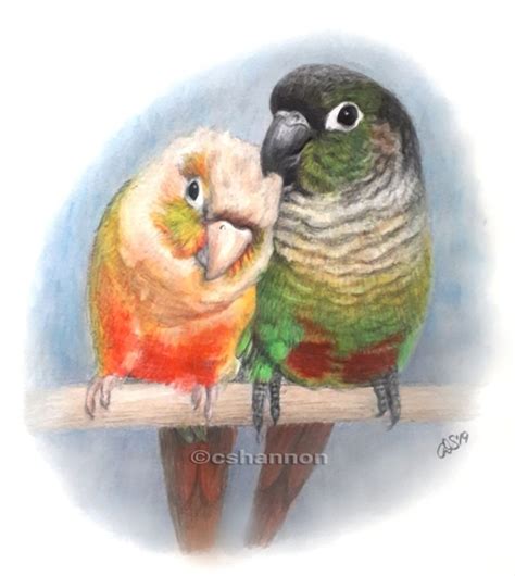 Conure Portrait Pencil Drawing Green Cheek Pineapple Bird Drawings