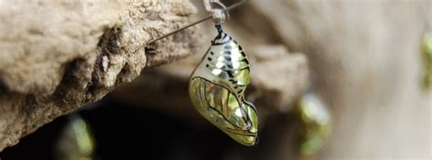 cocoon and build your brand re design