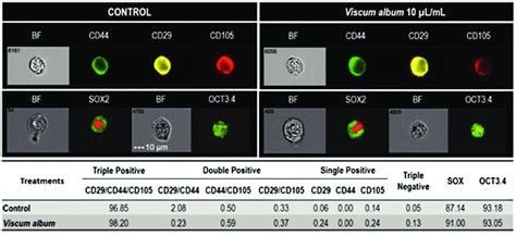 Flow Cytometry Immunophenotyping Of Msc After 72 Hours Of Culture In Download Scientific