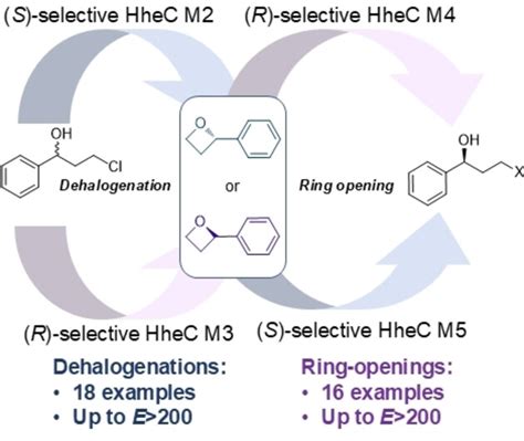 Stereoselective Synthesis Of Oxetanes Catalyzed By An Engineered Halohydrin Dehalogenase Li